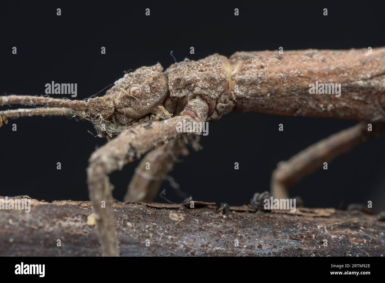 Camouflagem long hi-res stock photography and images - Alamy