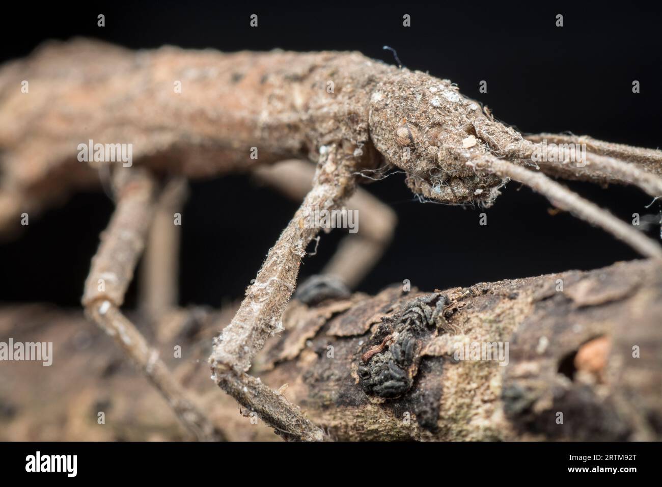 Walking stick insect camouflage hidden wildlife hi-res stock ...