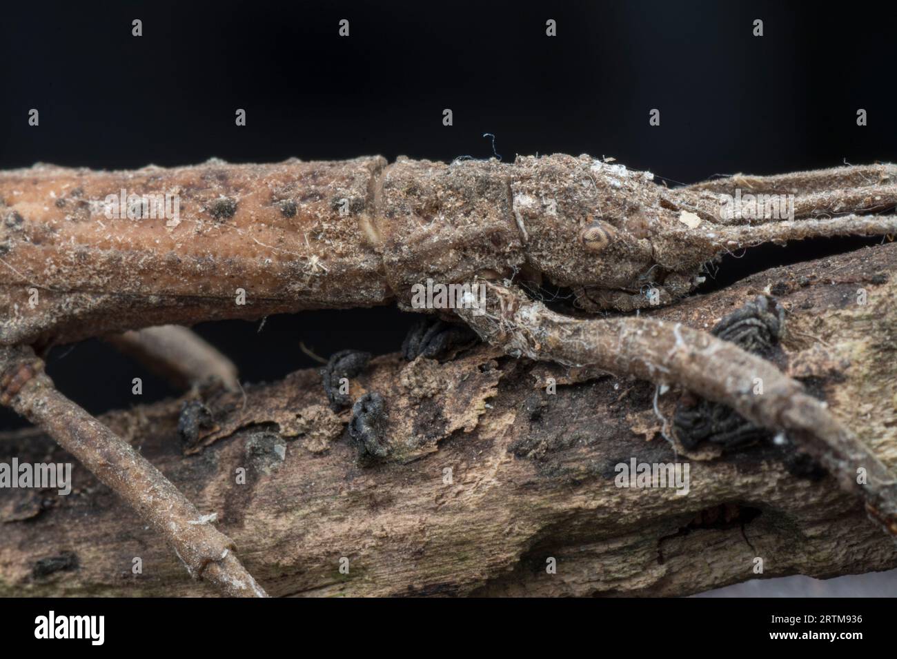 closeup shot of the brown walking stick bug Stock Photo - Alamy