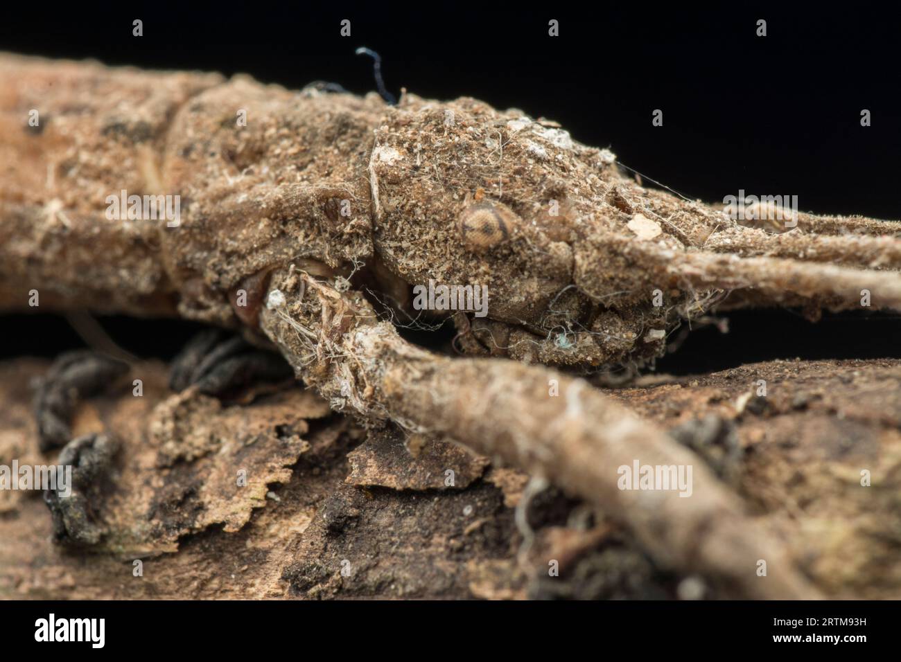 Walking stick insect camouflage hidden wildlife hi-res stock ...