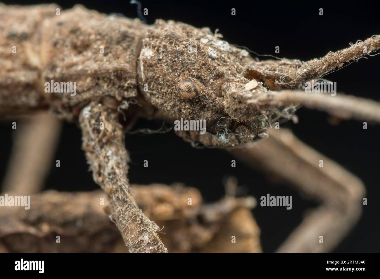 Walking stick insect camouflage hidden wildlife hi-res stock ...