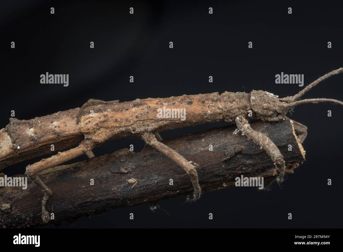closeup shot of the brown walking stick bug Stock Photo - Alamy