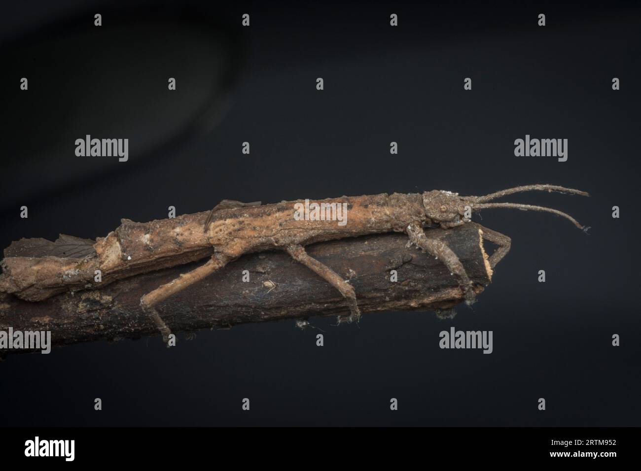 Walking stick insect camouflage hidden wildlife hi-res stock ...