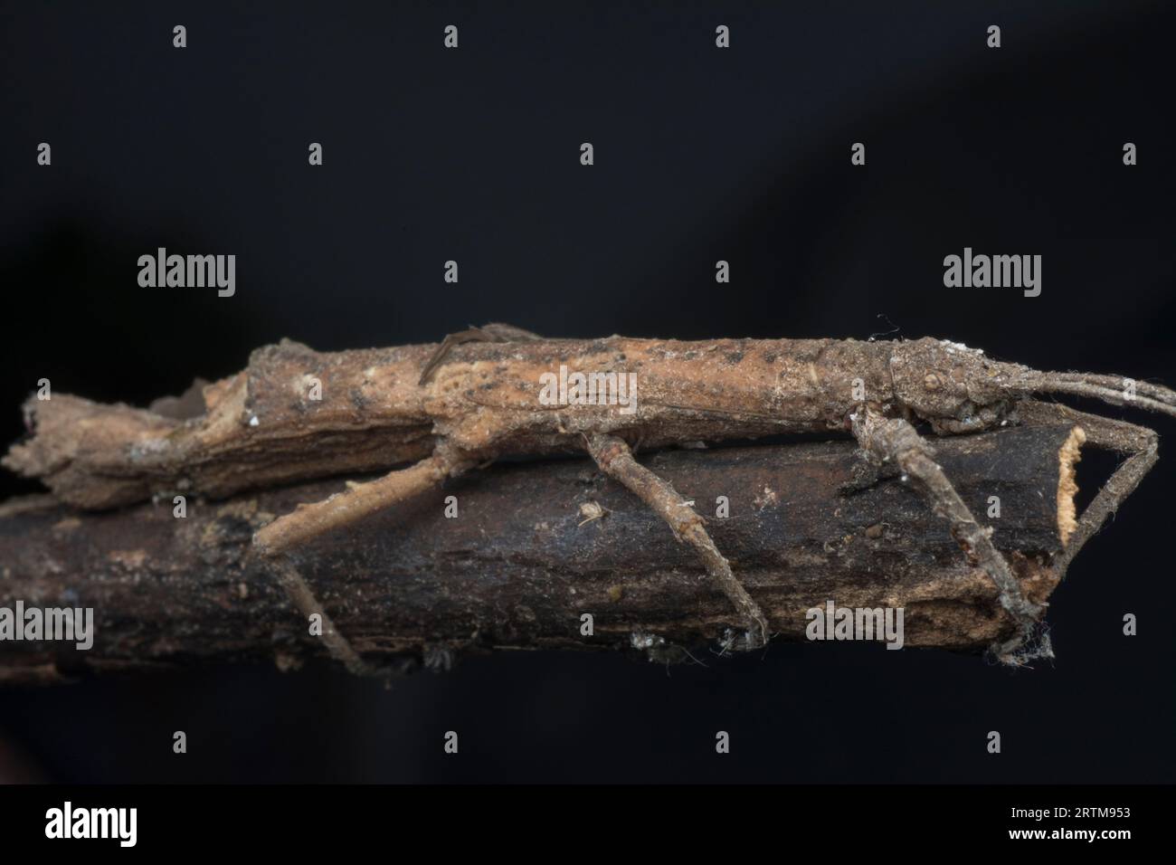 Walking stick insect camouflage hidden wildlife hi-res stock ...
