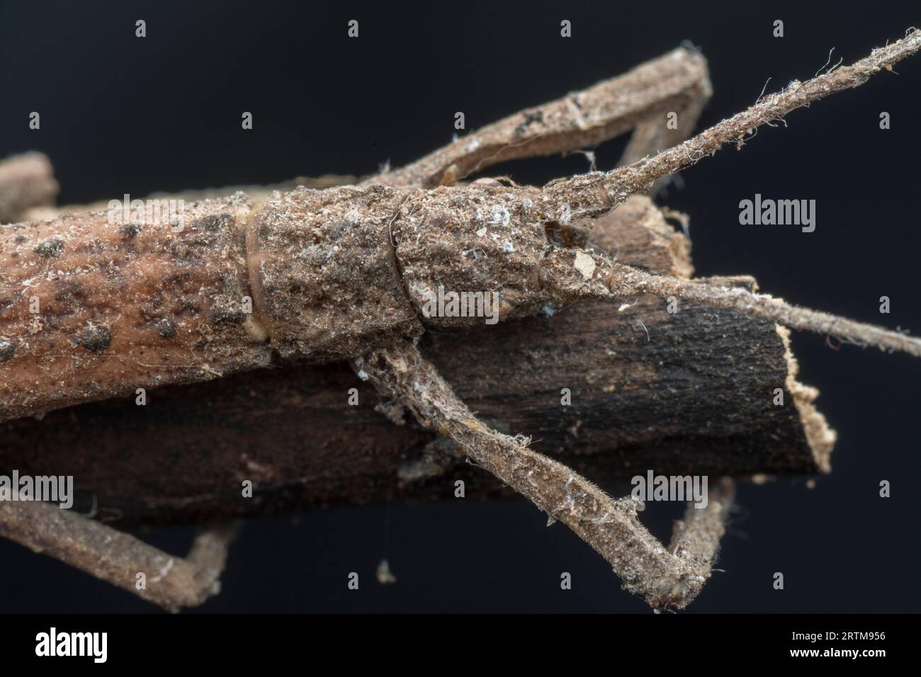 Walking stick insect camouflage hidden wildlife hi-res stock ...