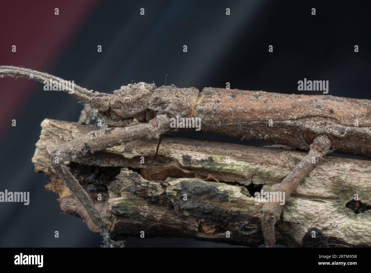 closeup shot of the brown walking stick bug Stock Photo - Alamy