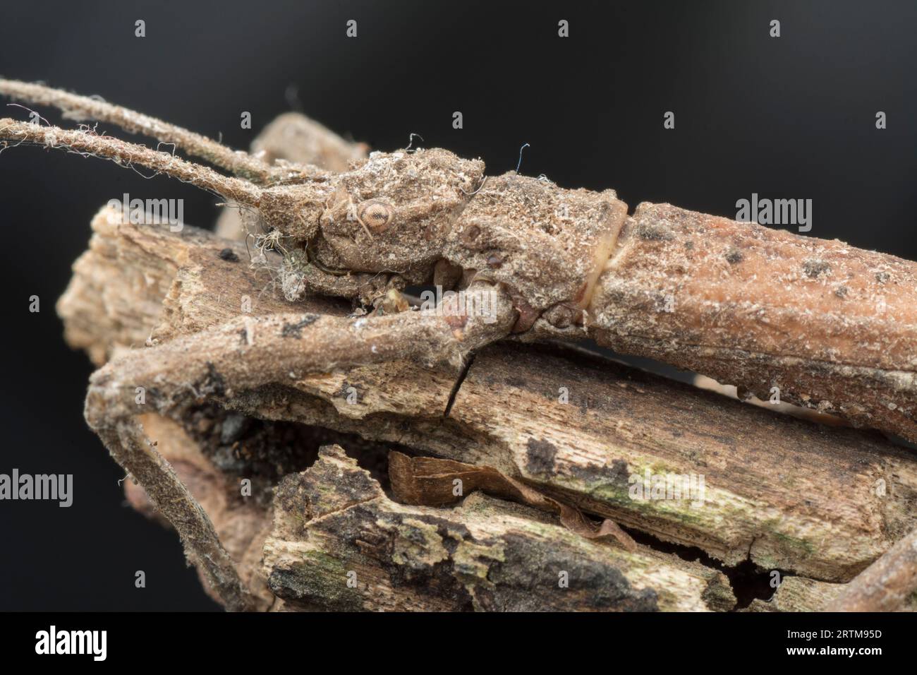 closeup shot of the brown walking stick bug Stock Photo - Alamy