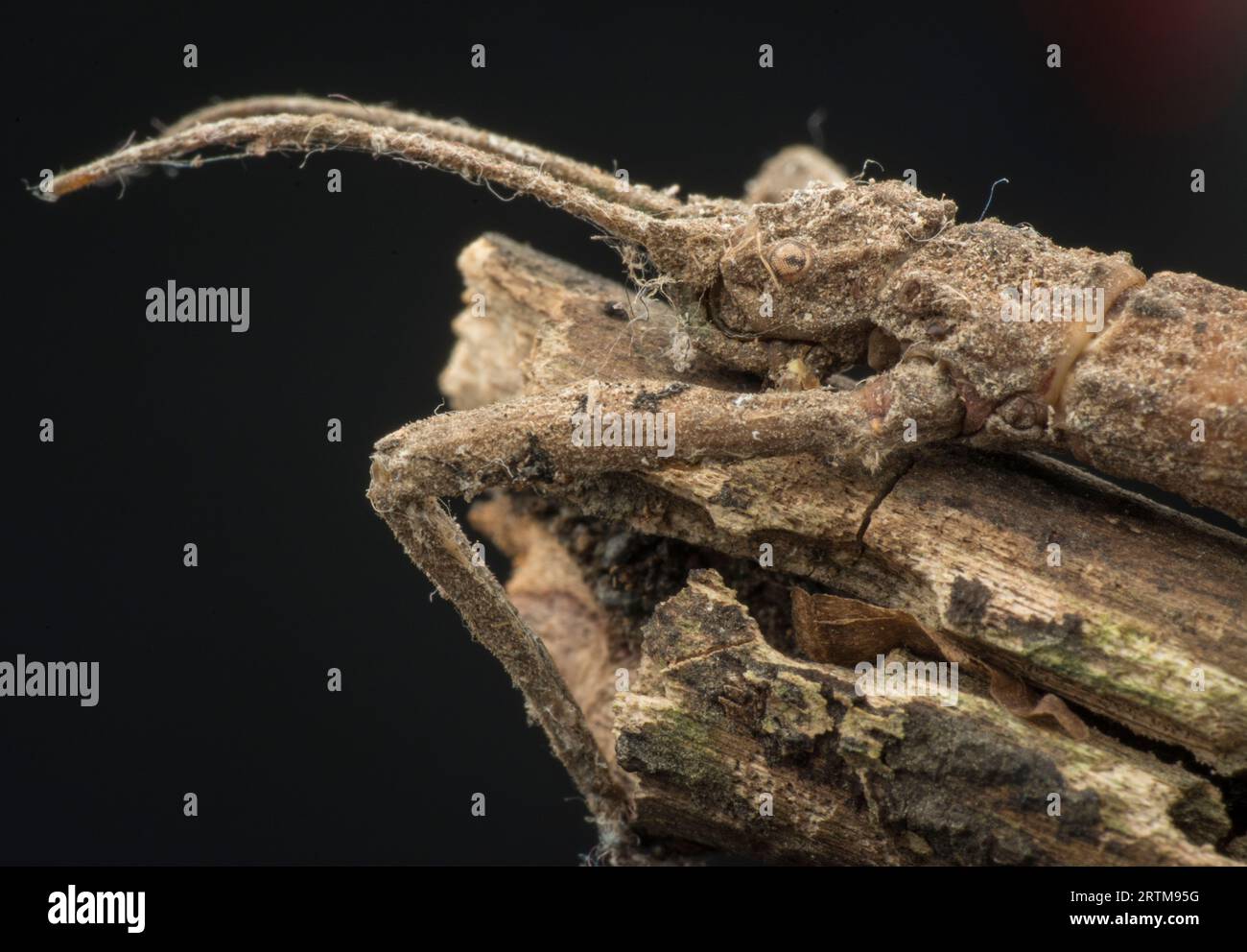 closeup shot of the brown walking stick bug Stock Photo - Alamy