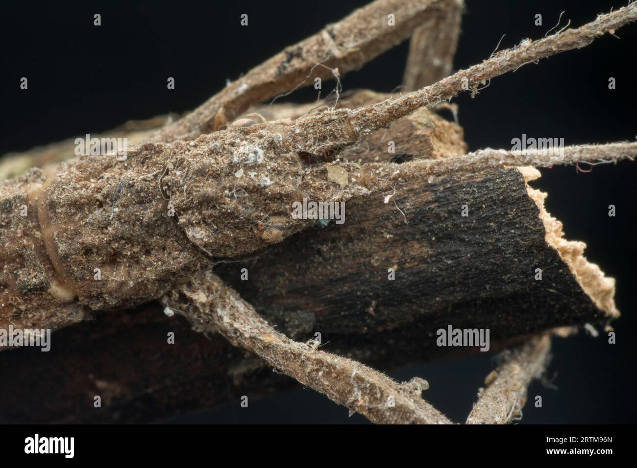Walking stick insect camouflage hidden wildlife hi-res stock ...