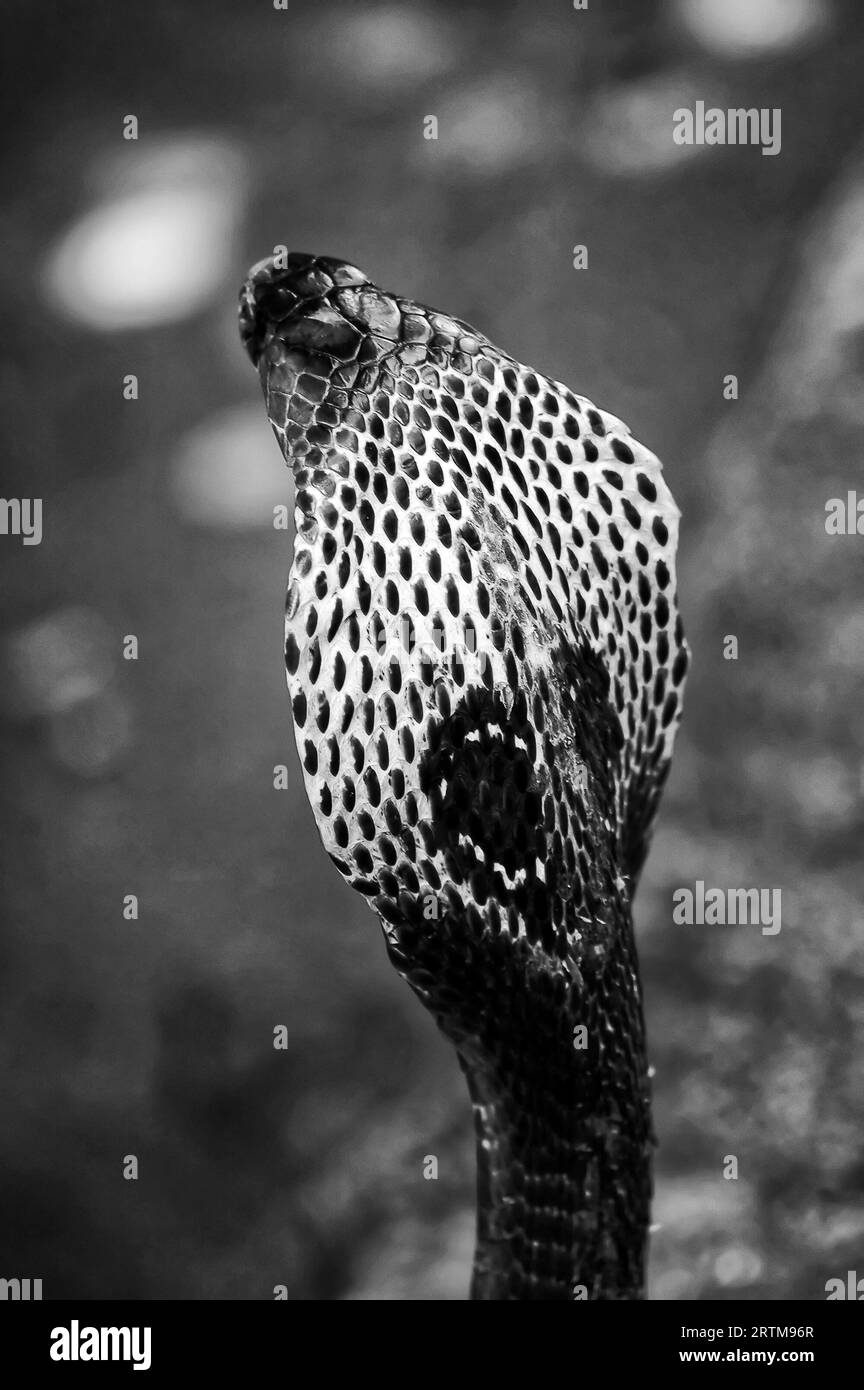 Snakes illustrations hi-res stock photography and images - Alamy