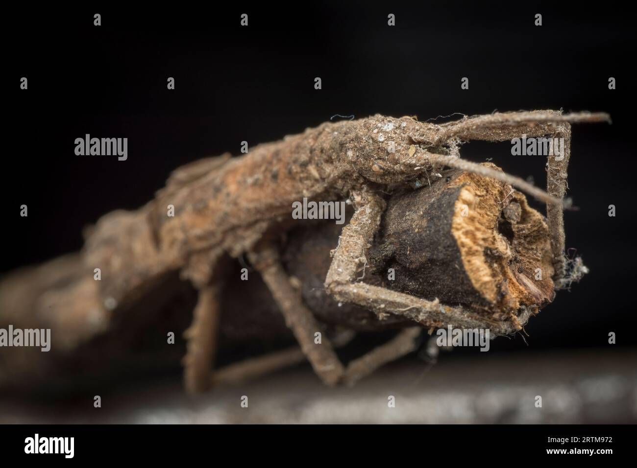 Walking stick insect camouflage hidden wildlife hi-res stock ...