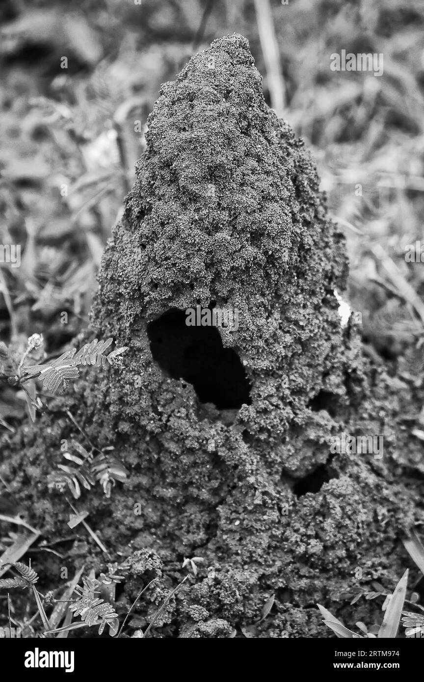 Animals and insects Black and White Stock Photos & Images - Alamy