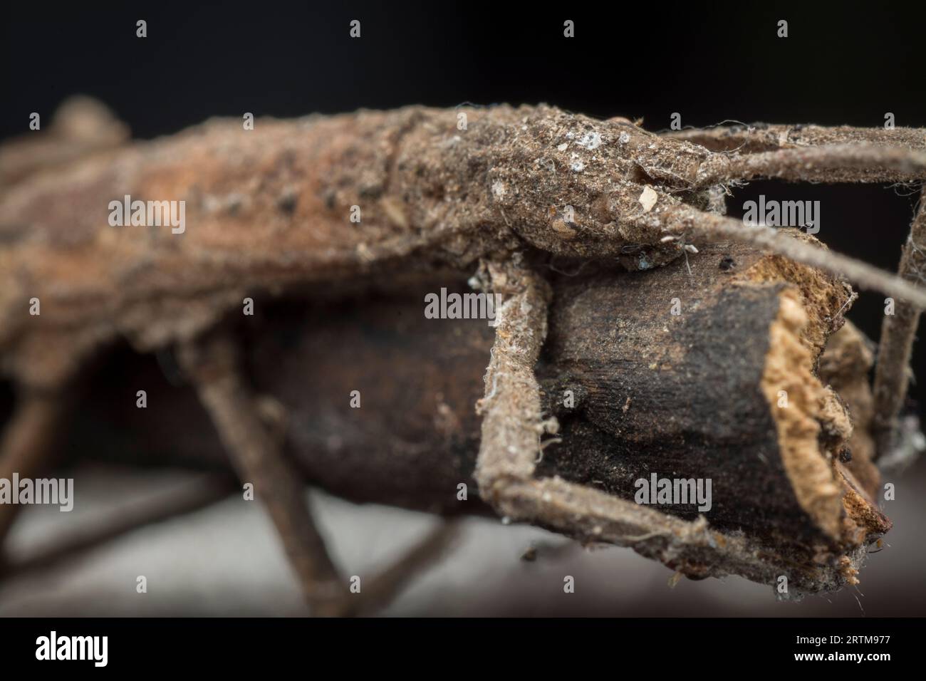 Walking stick insect camouflage hidden wildlife hi-res stock ...