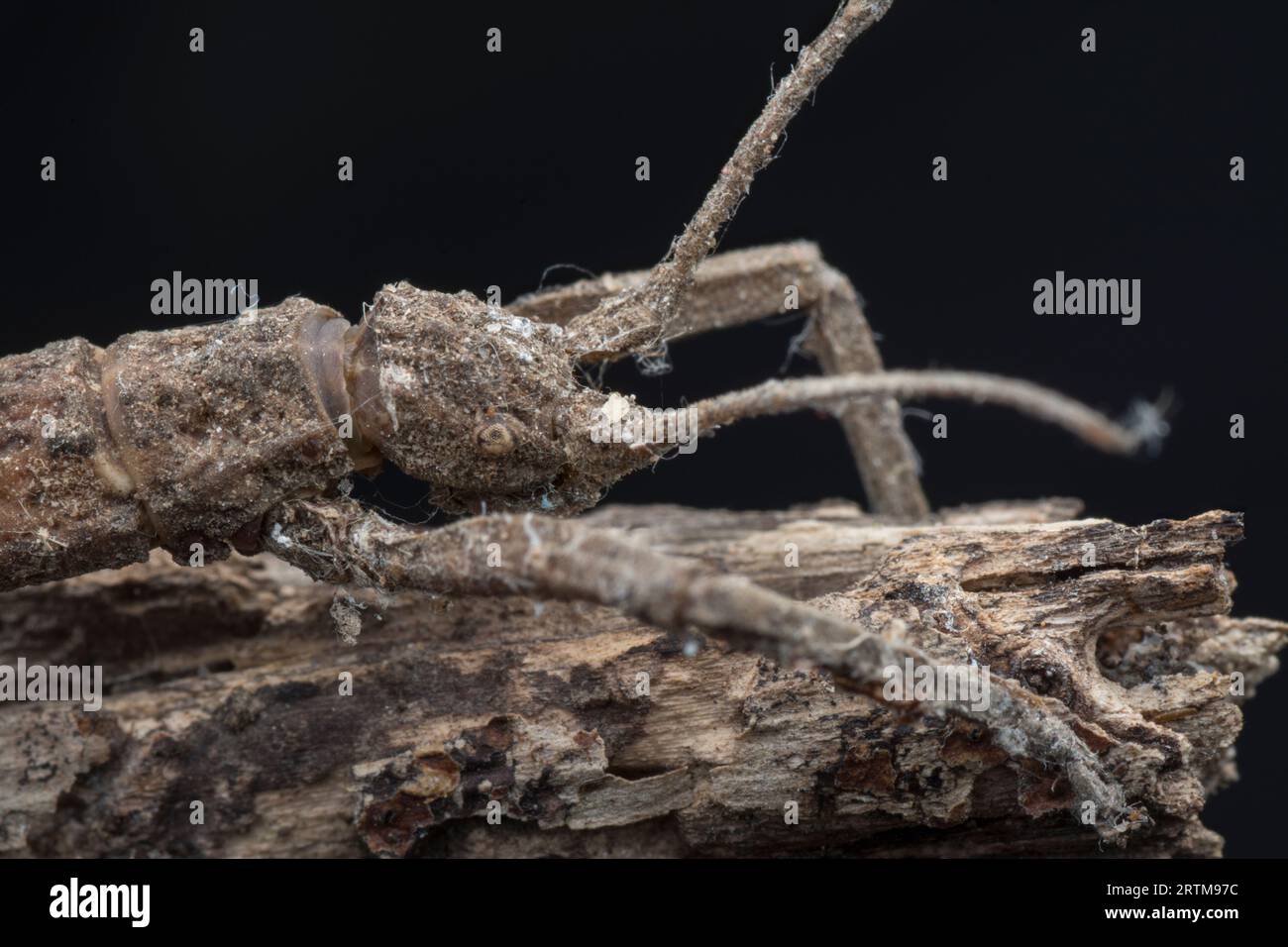 Walking stick insect camouflage hidden wildlife hi-res stock ...