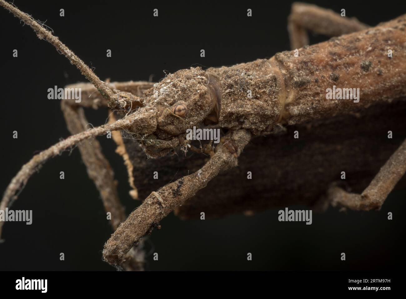 Walking stick insect camouflage hidden wildlife hi-res stock ...