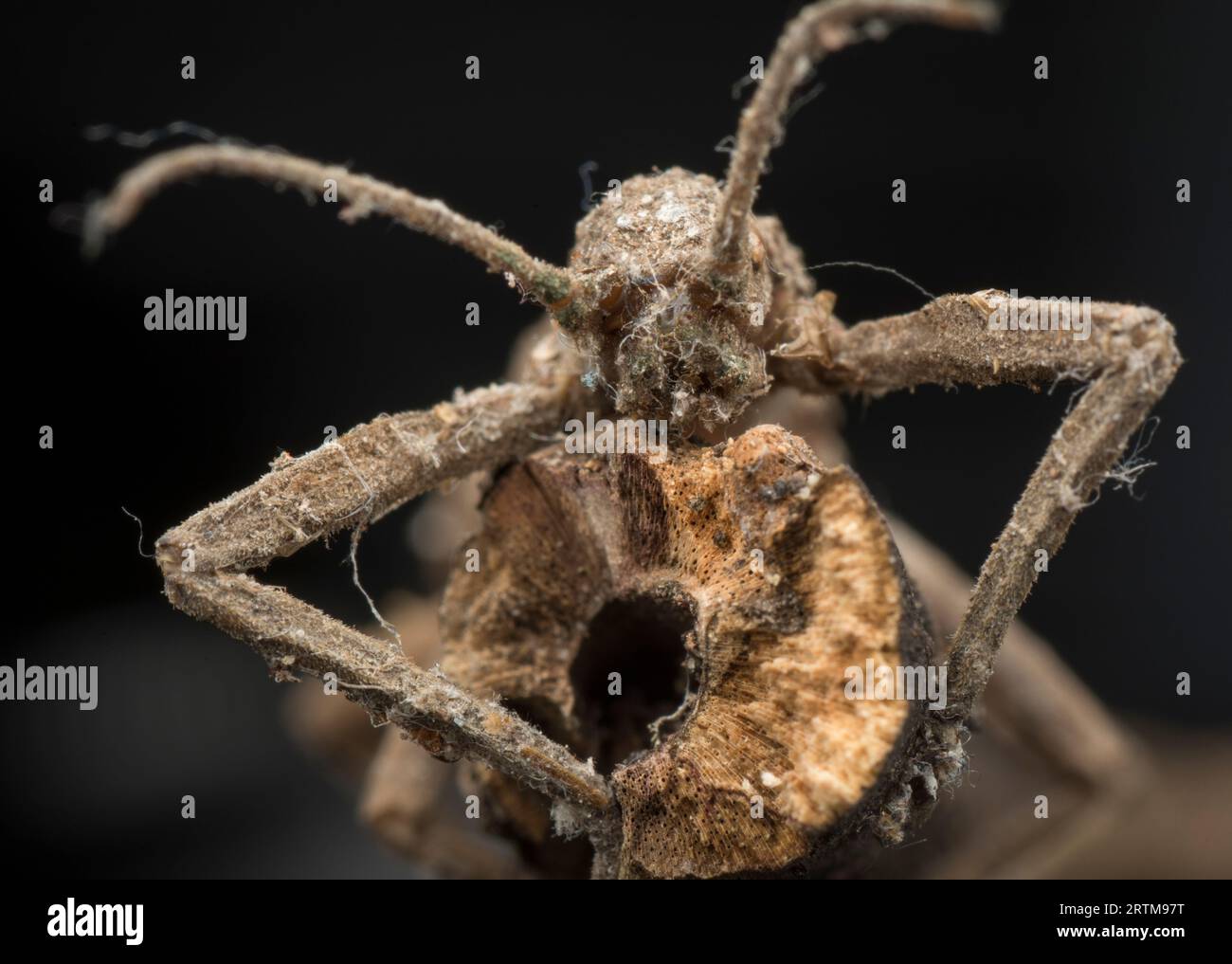 Walking stick insect camouflage hidden wildlife hi-res stock ...