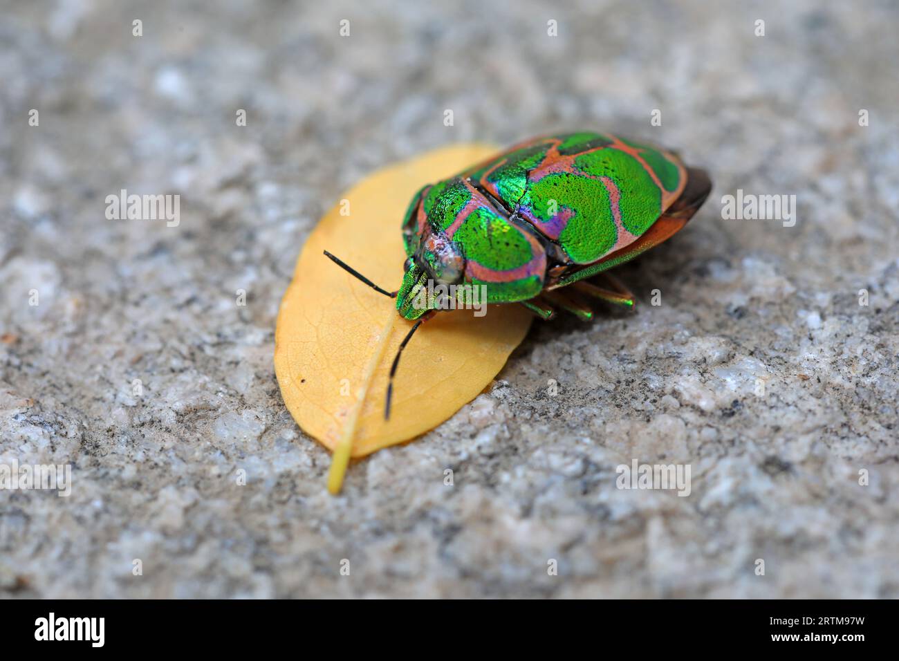 Beautiful bugs on the leaves Stock Photo - Alamy