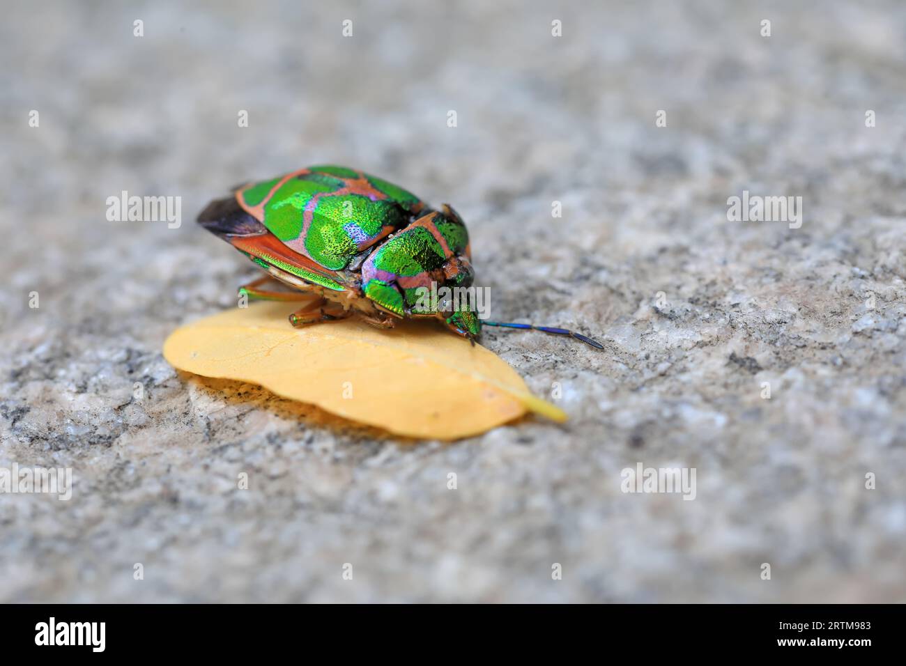 Beautiful bugs hi-res stock photography and images - Alamy