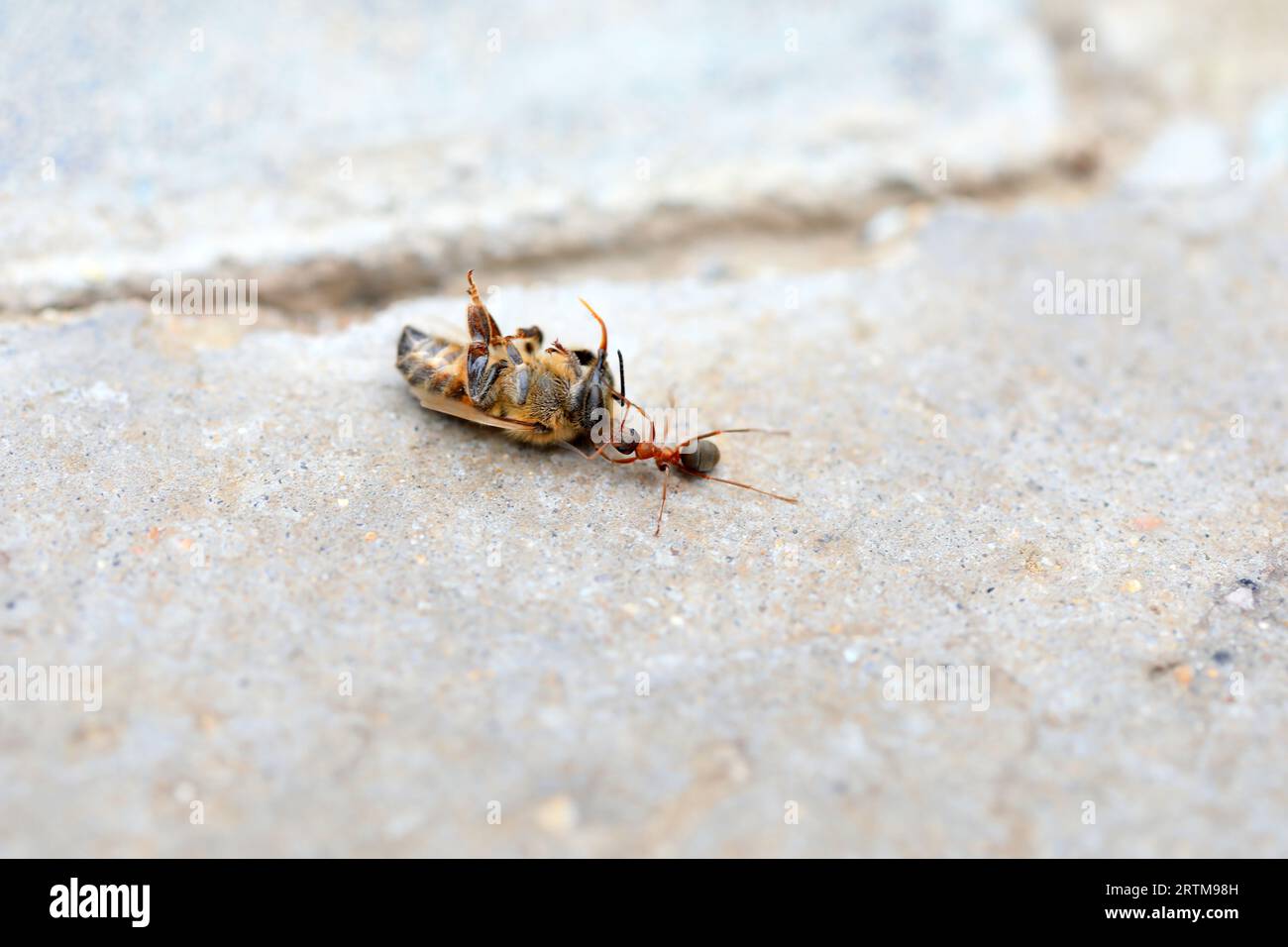 Ants carry dead hi-res stock photography and images - Alamy