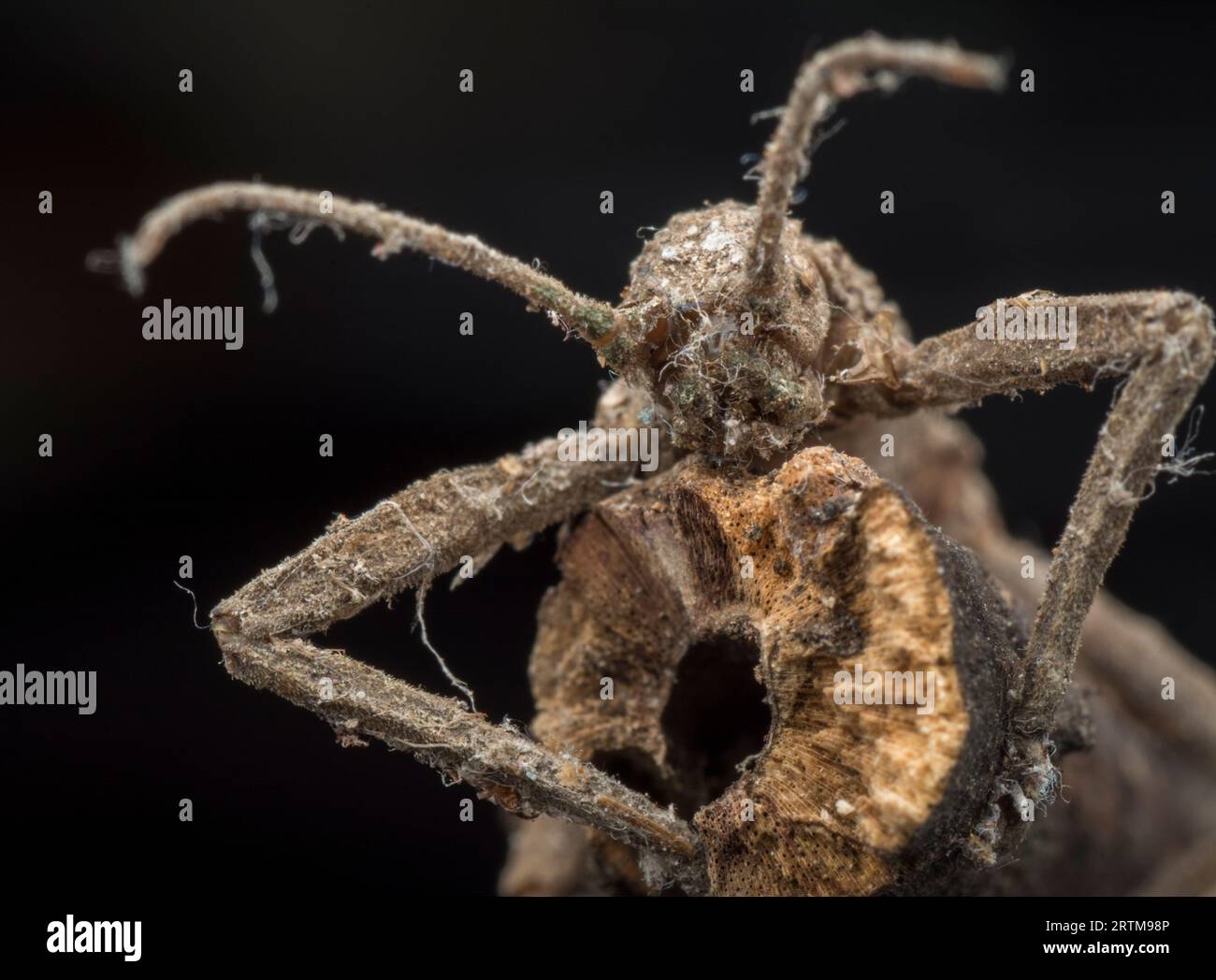 Walking stick insect camouflage hidden wildlife hi-res stock ...