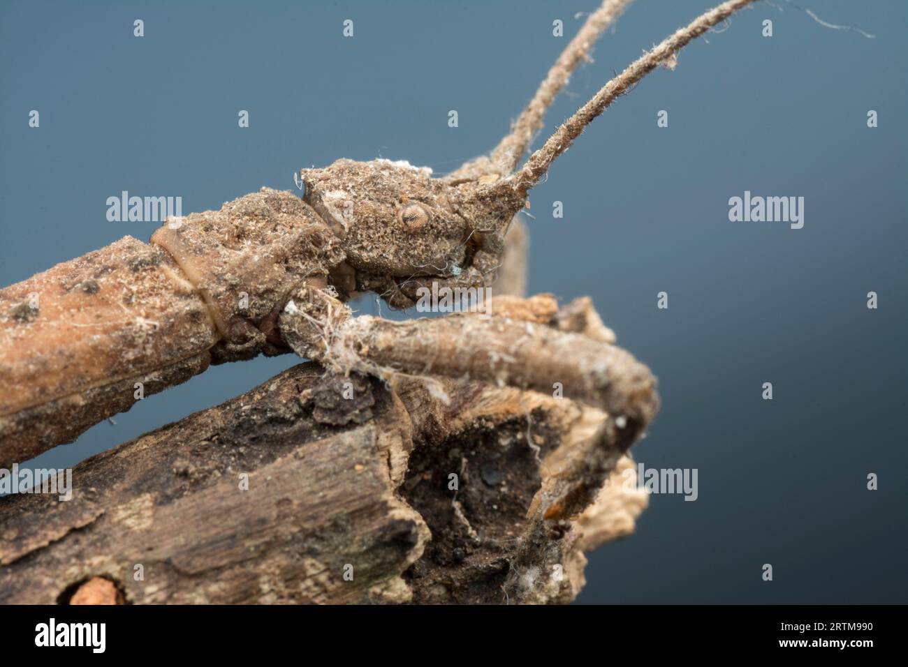 closeup shot of the brown walking stick bug Stock Photo - Alamy