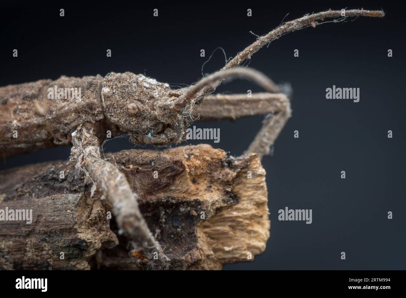 Walking stick insect camouflage hidden wildlife hi-res stock ...