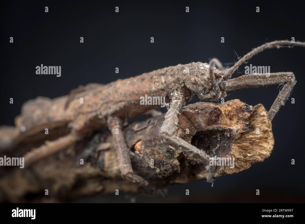 closeup shot of the brown walking stick bug Stock Photo - Alamy