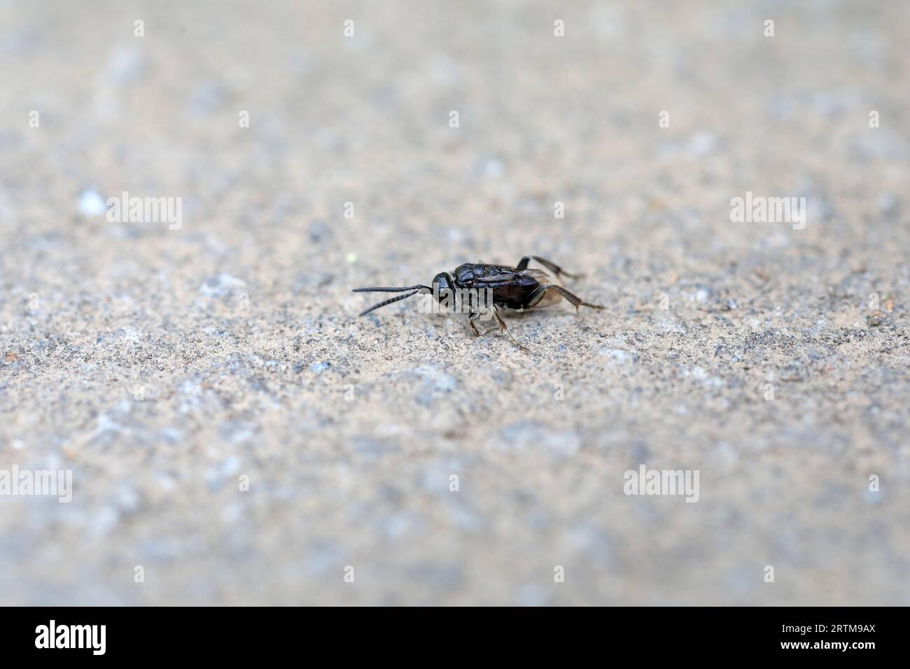 Flagbellidae insects on the ground, Beijing Stock Photo - Alamy