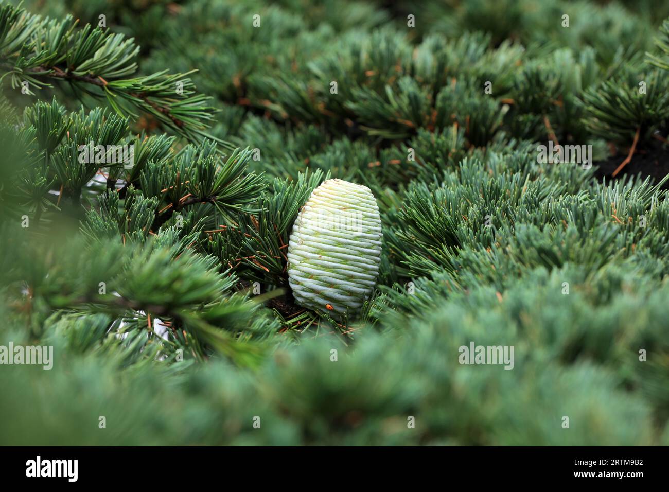 Cedar fruit is on the branch Stock Photo - Alamy