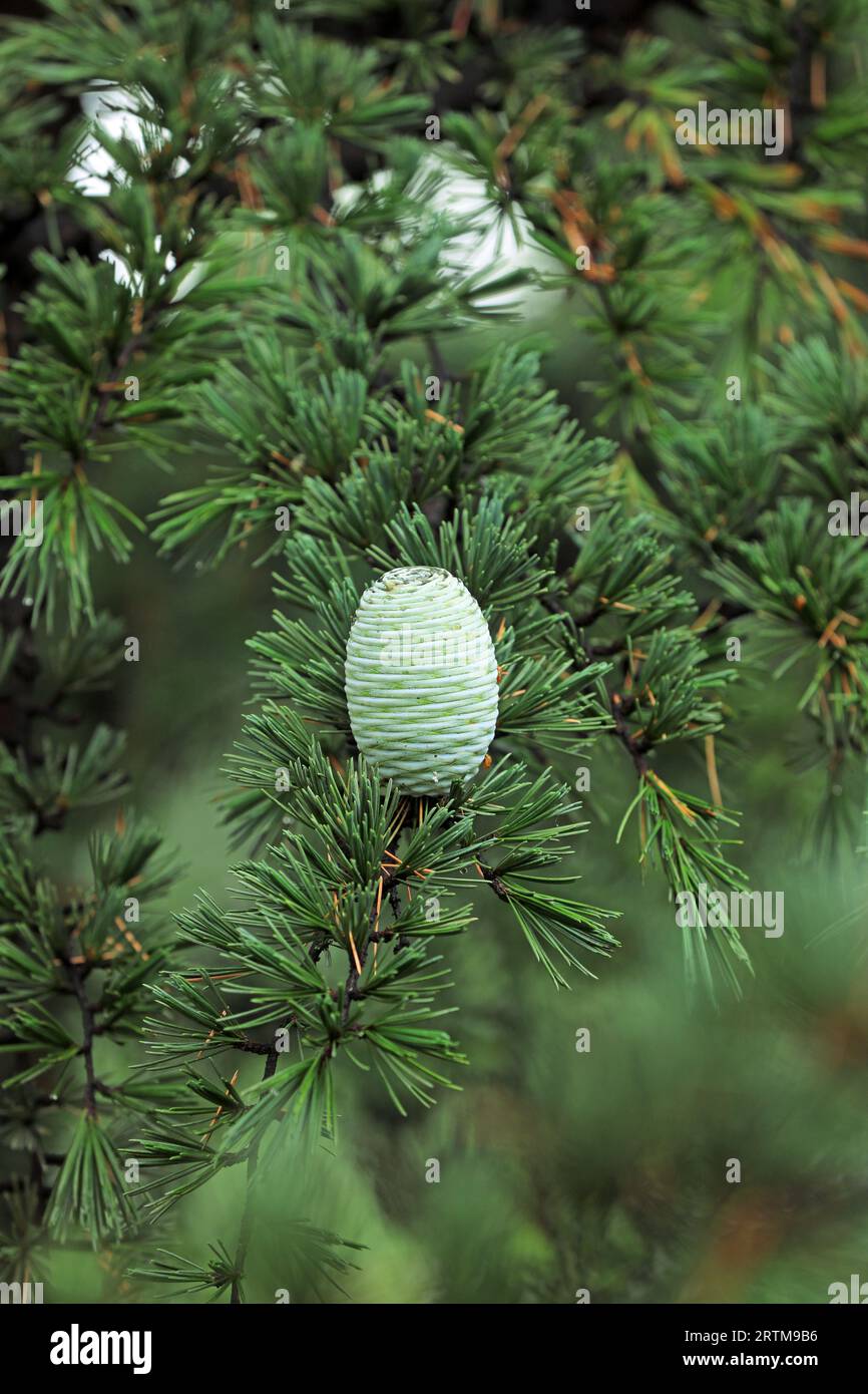 Cedar fruit is on the branch Stock Photo - Alamy