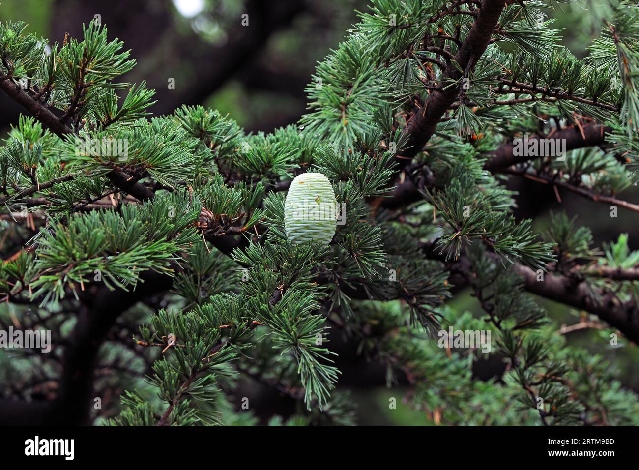 Cedar fruit hi-res stock photography and images - Alamy