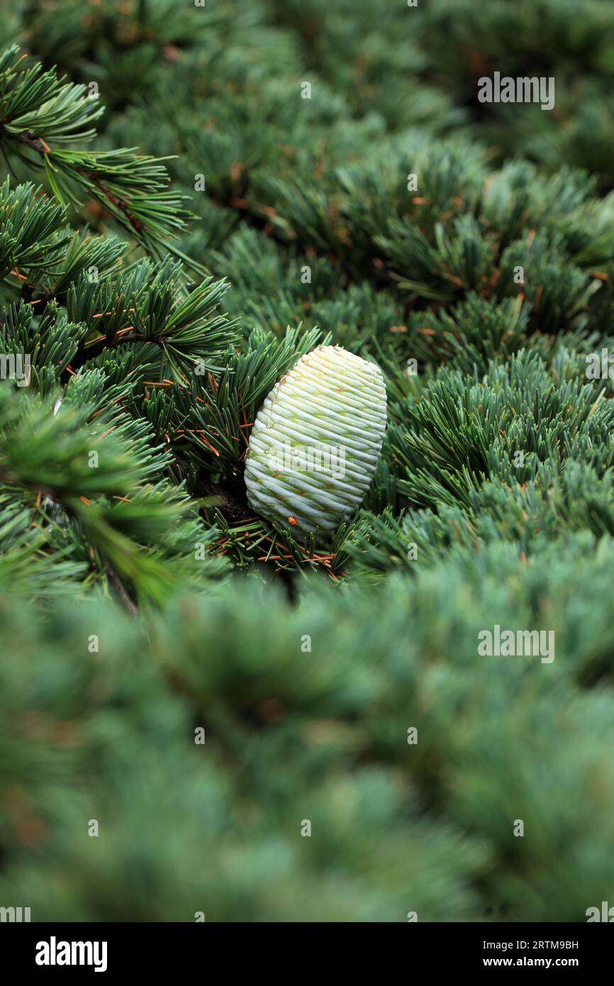 Cedar fruit is on the branch Stock Photo - Alamy