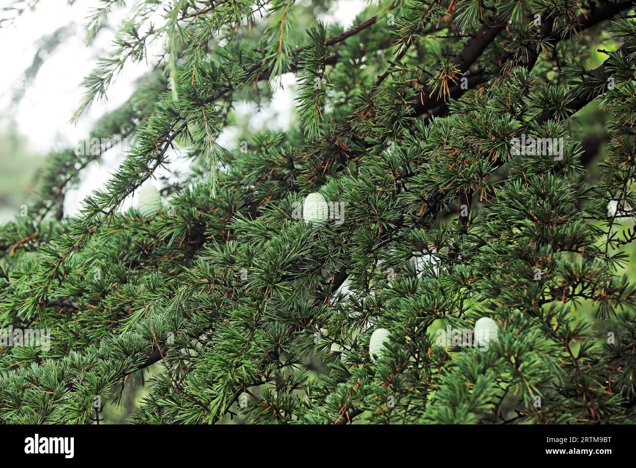 Cedar fruit hi-res stock photography and images - Alamy