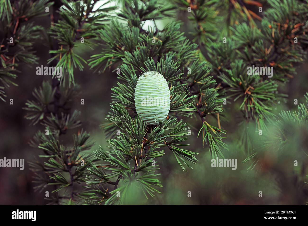 Cedar fruit is on the branch Stock Photo - Alamy