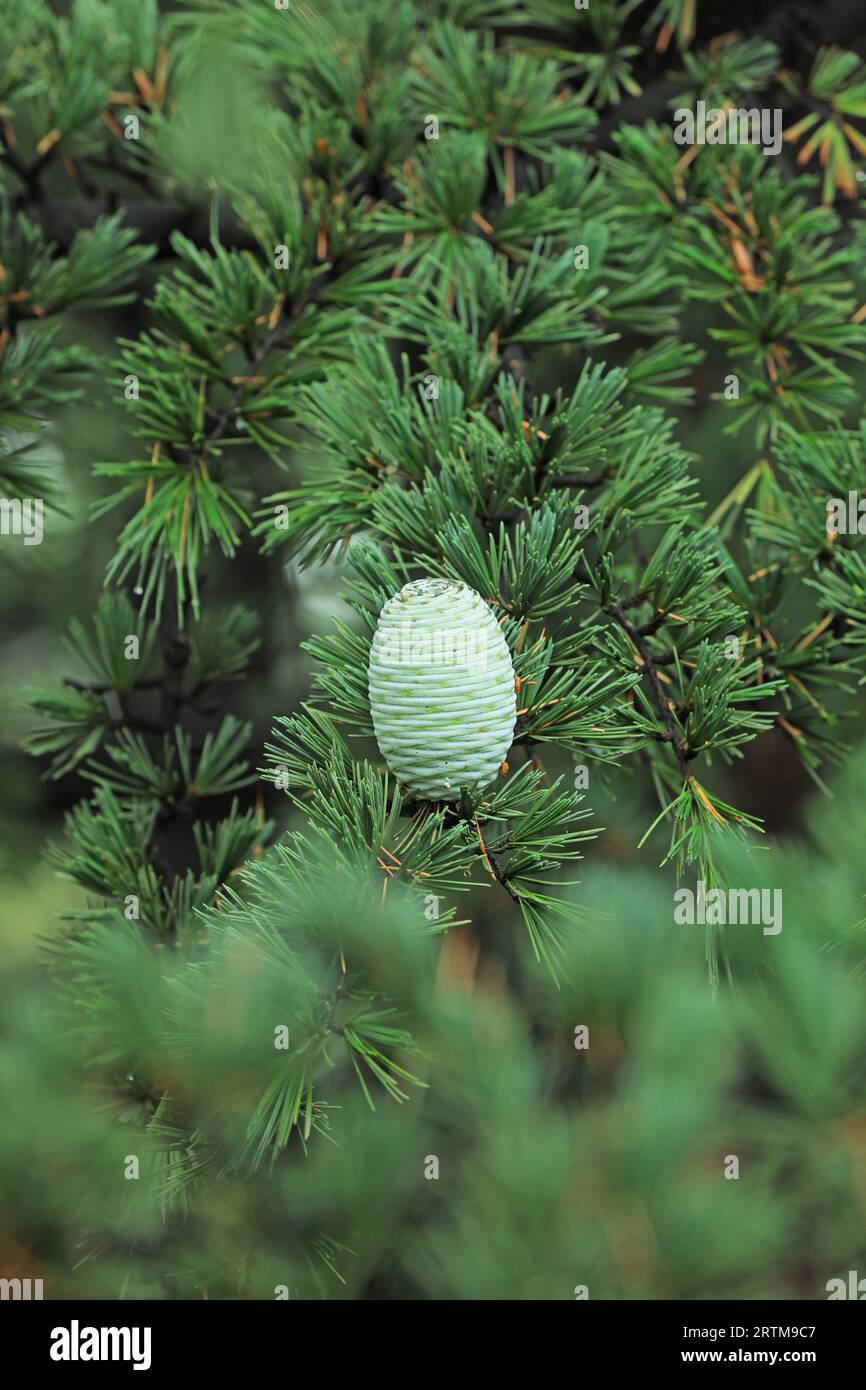 Cedar fruit hi-res stock photography and images - Alamy