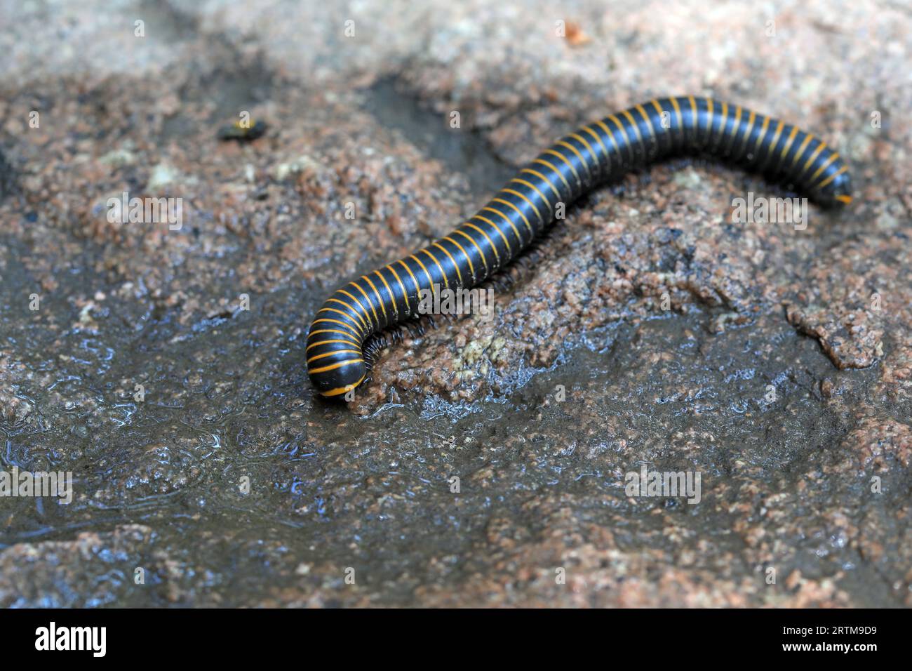 Millipedes in the wild, North China Stock Photo - Alamy