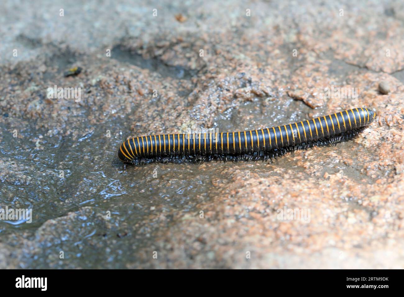 Millipedes in the wild, North China Stock Photo - Alamy