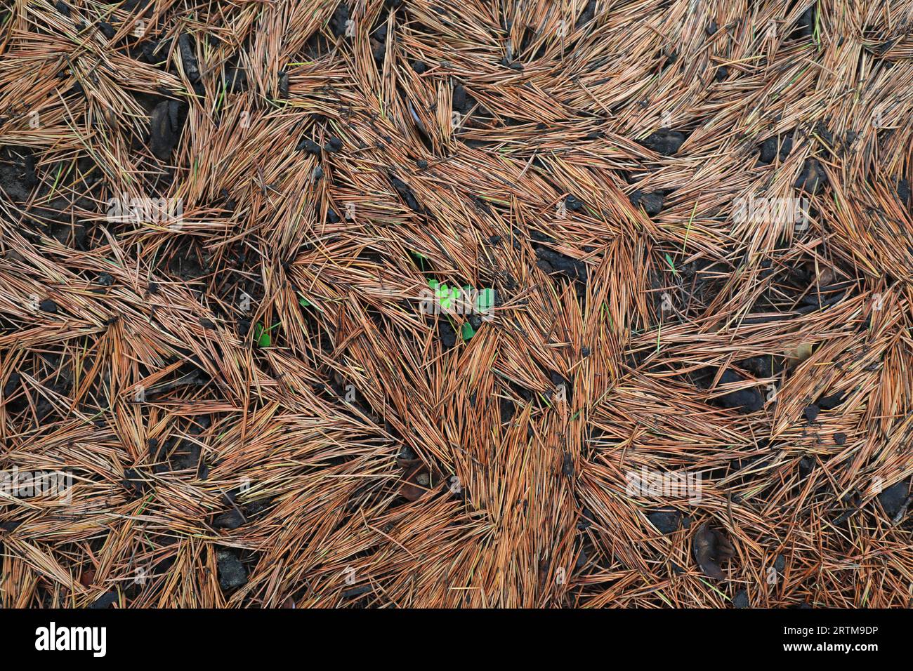 Cedar leaves on the ground, Beijing Botanical Garden Stock Photo - Alamy