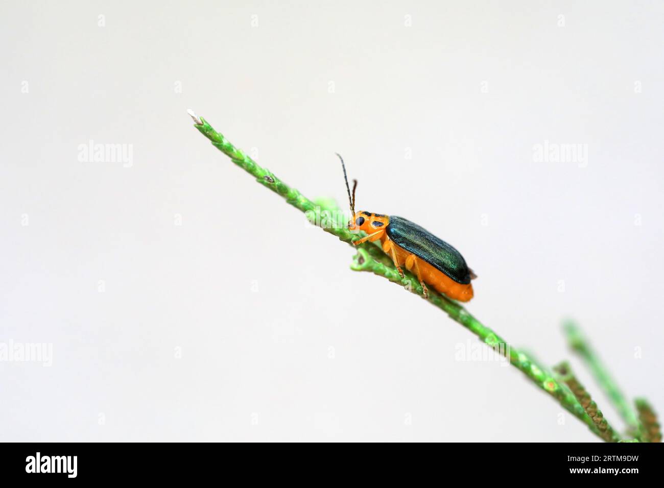 Leaf beetle on wild plants, Beijing Botanical Garden Stock Photo - Alamy