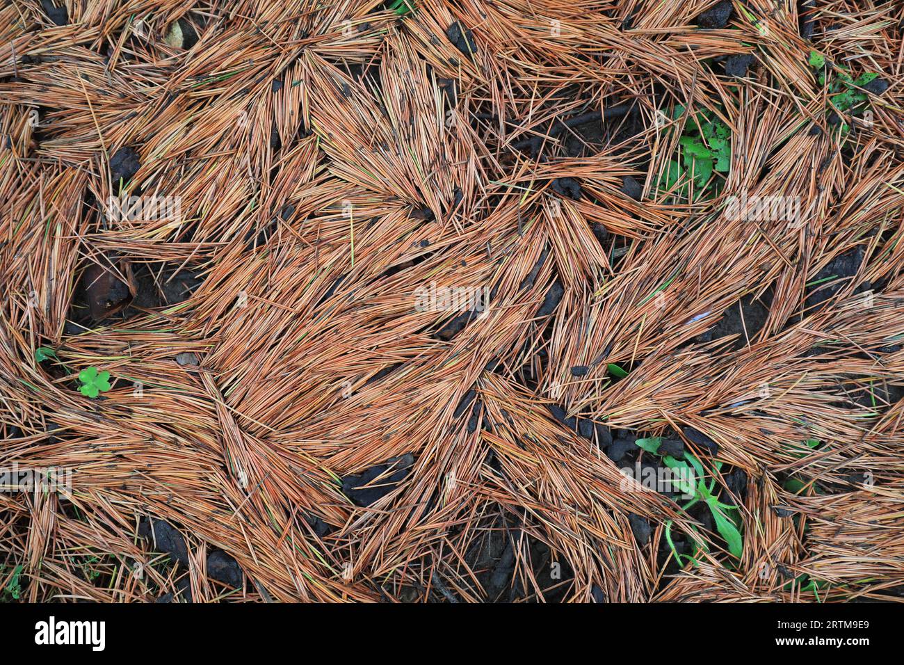 Cedar leaves on the ground, Beijing Botanical Garden Stock Photo - Alamy