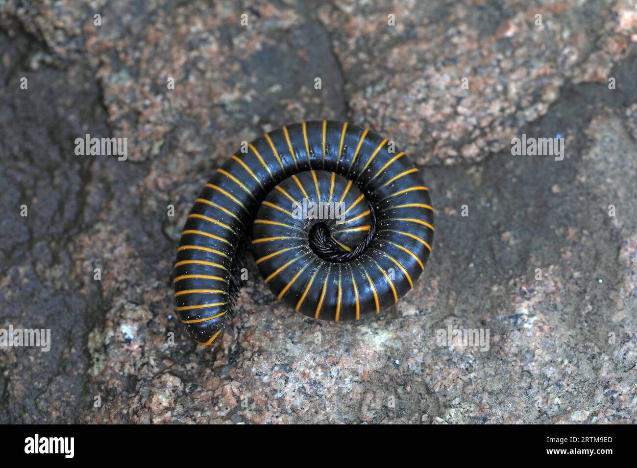Millipedes in the wild, North China Stock Photo - Alamy