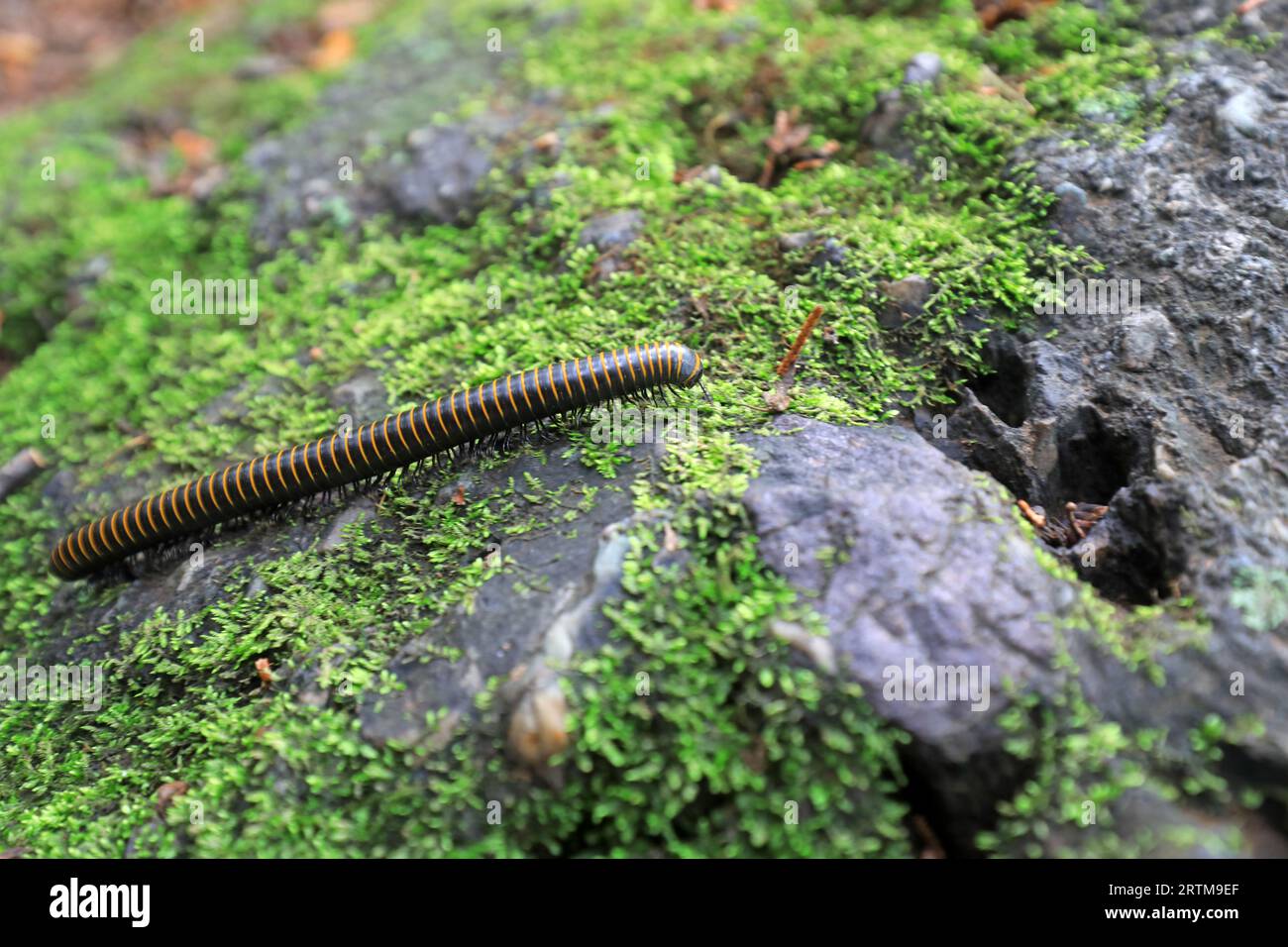 Millipedes in the wild, North China Stock Photo - Alamy