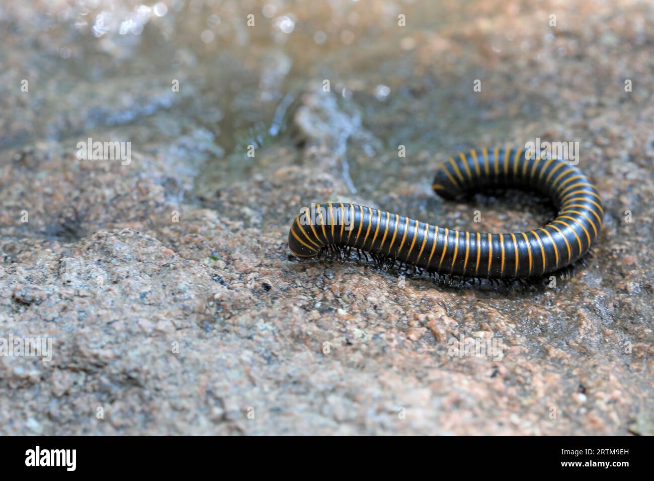 Millipedes leaves hi-res stock photography and images - Alamy