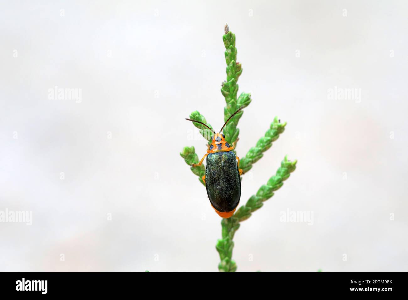 Leaf beetle on wild plants, Beijing Botanical Garden Stock Photo - Alamy