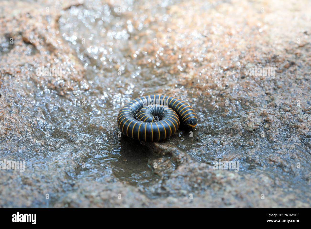 Millipedes leaves hi-res stock photography and images - Alamy