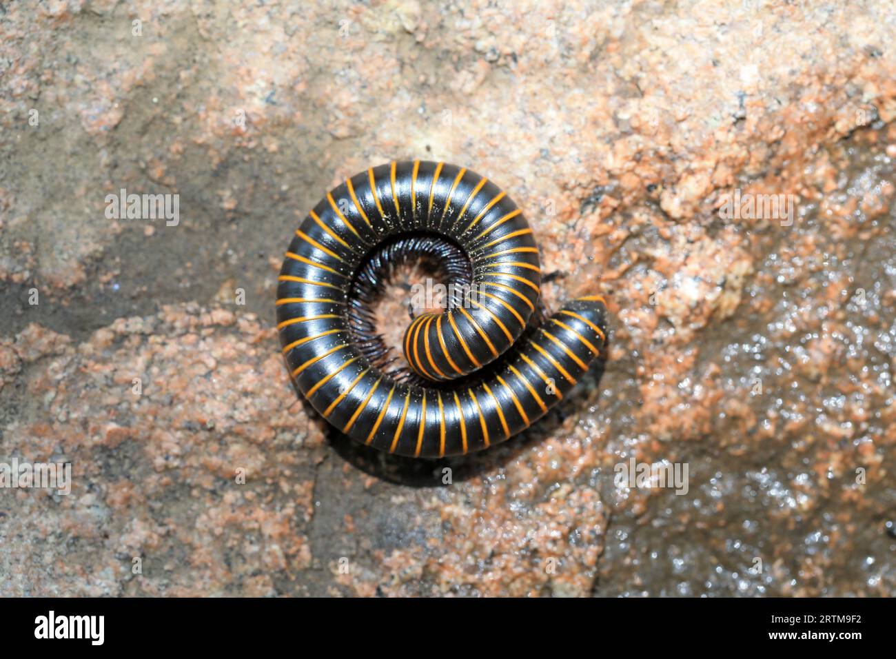 Are millipedes insects hi-res stock photography and images - Alamy