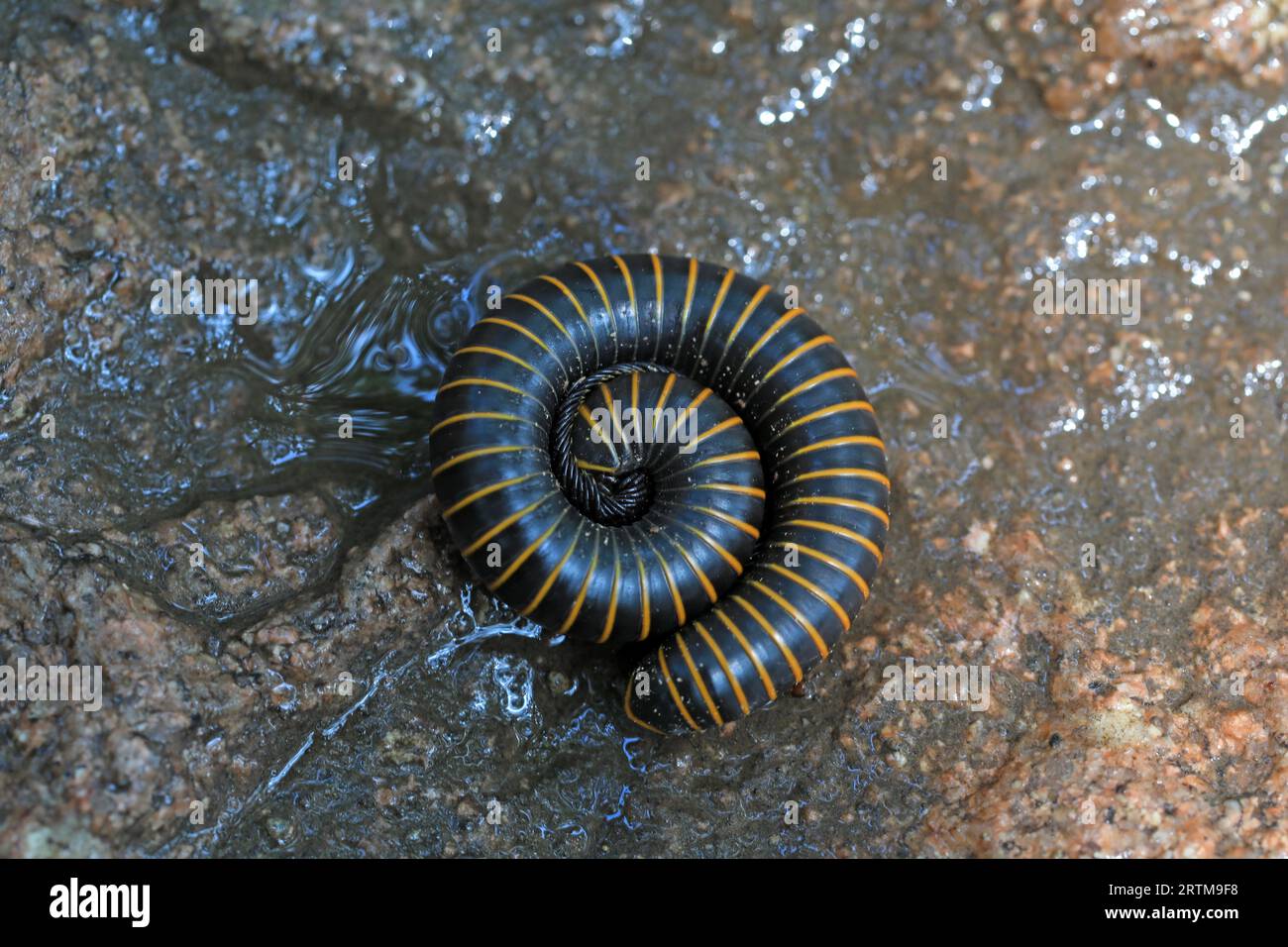 Millipedes in the wild, North China Stock Photo - Alamy