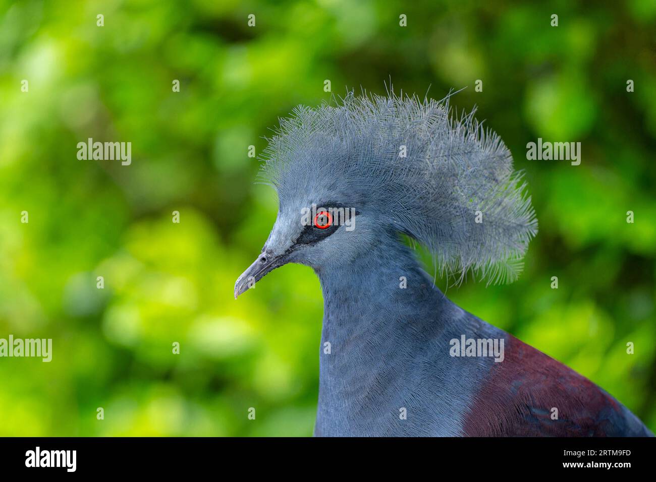 Western Crowned-Pigeon close up Stock Photo - Alamy