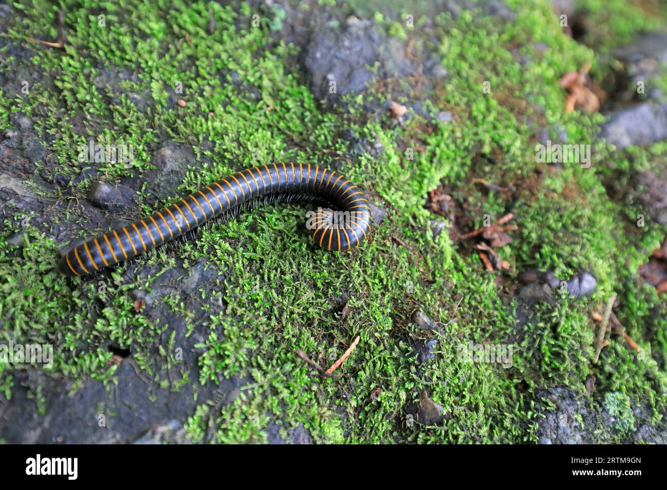 Millipedes life hi-res stock photography and images - Alamy