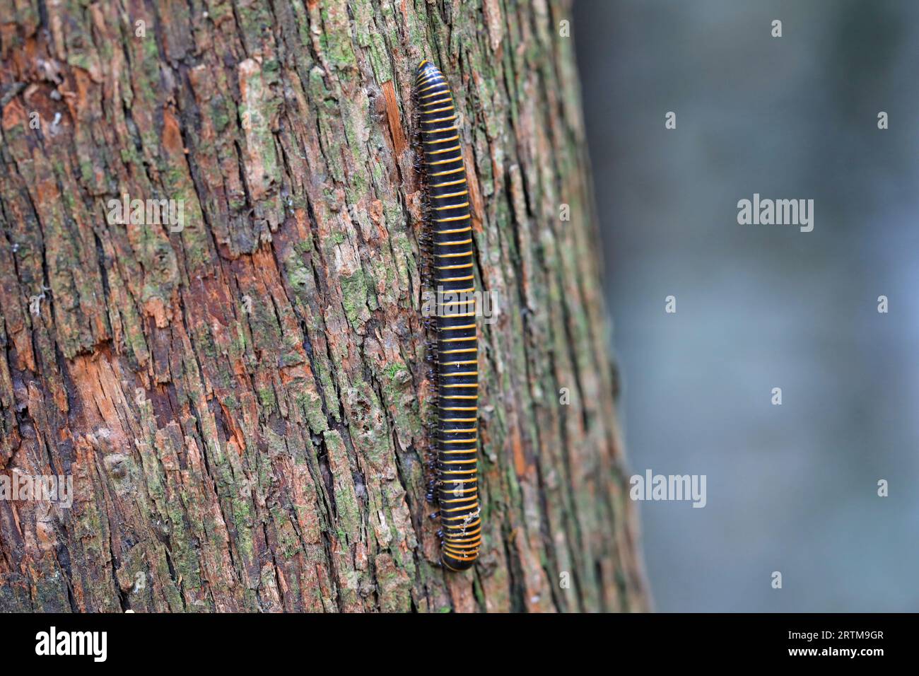 Millipedes leaves hi-res stock photography and images - Alamy